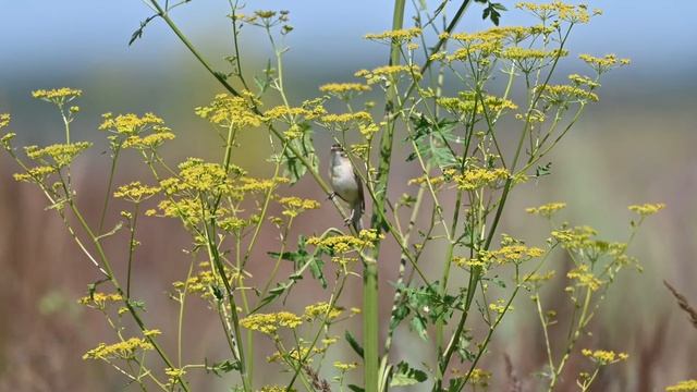 Камышовка-барсучок