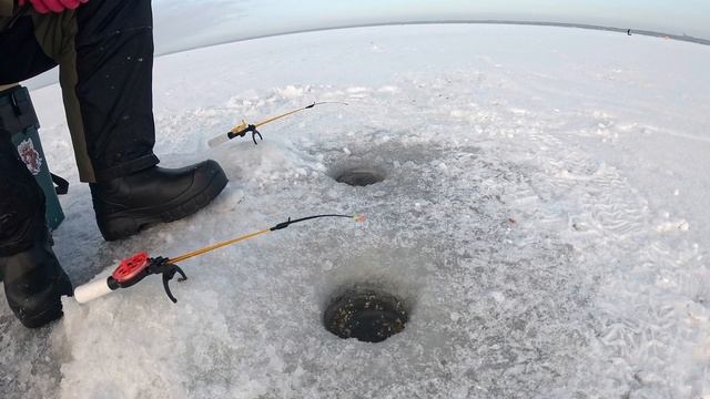 Рыбалка а Сестрорецке! 4.02.26.🎣