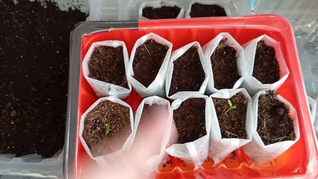 Всходы от посева 22.02. Что посеяла сегодня.