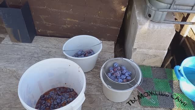 Как сделать домашнее сливовое вино Этап 1