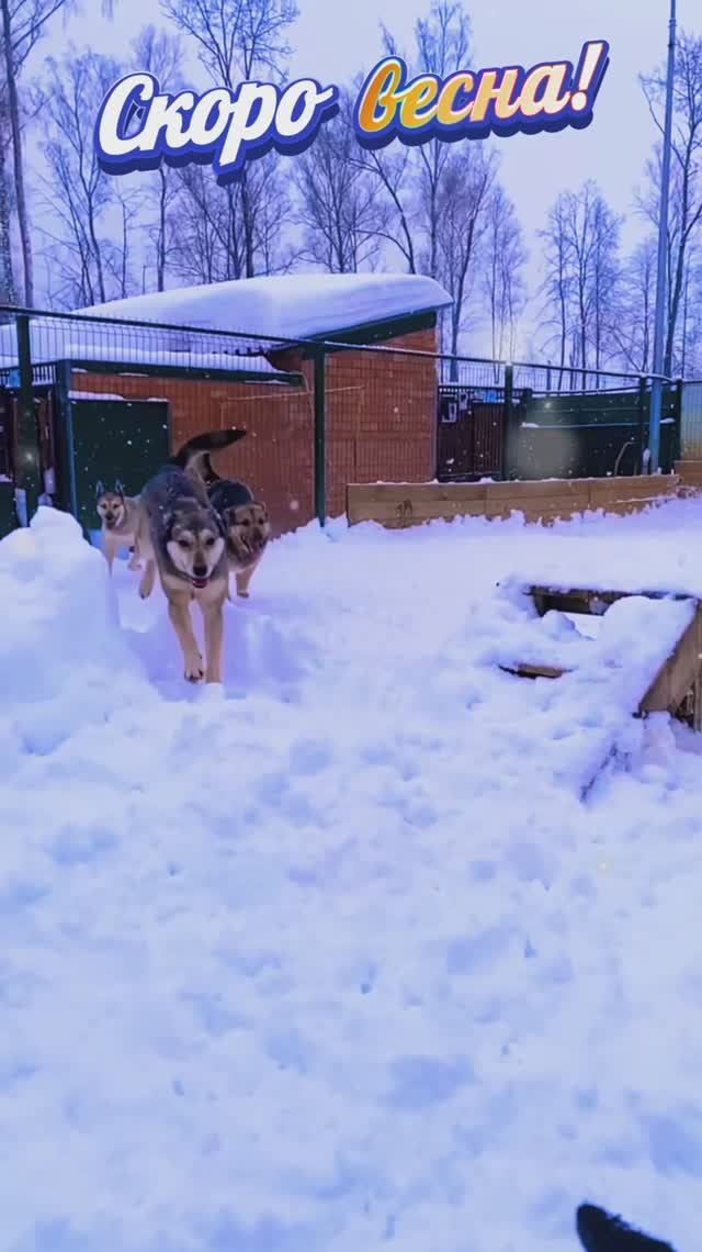 Скоро весна!!! ❥ Приют в Малинках #приютдляживотных
