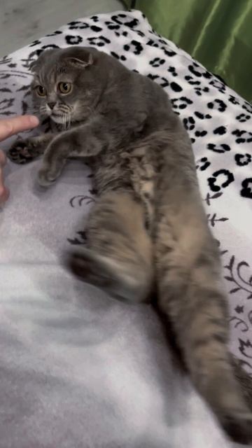 КошКомиксы. Серия 40 «Песня про красоту»