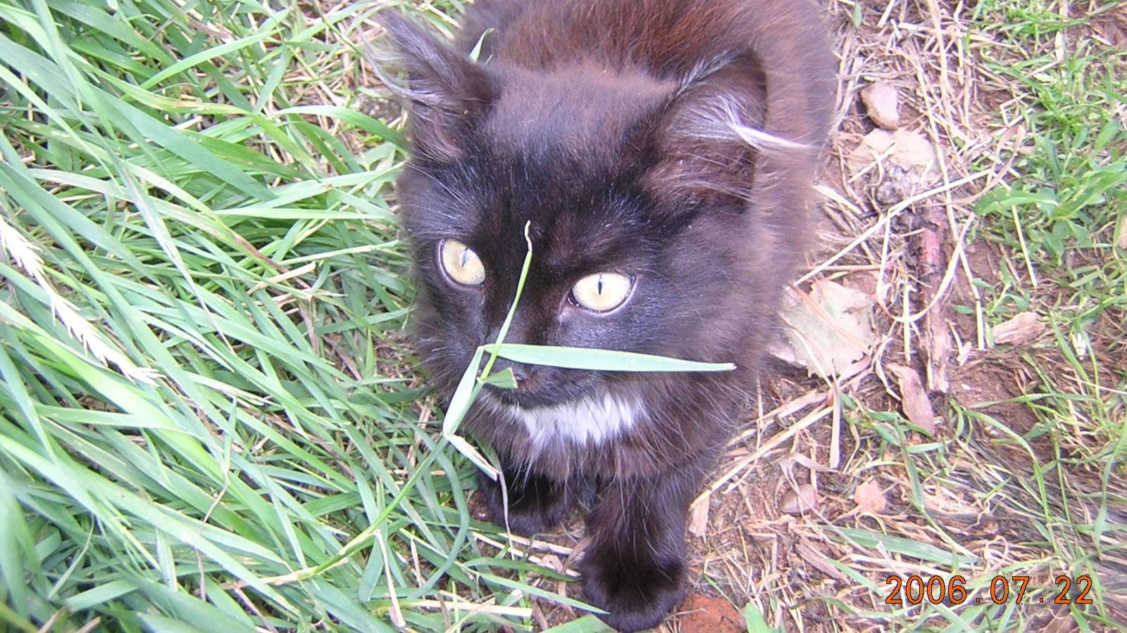 Красный Бор 22-23 июля 2006