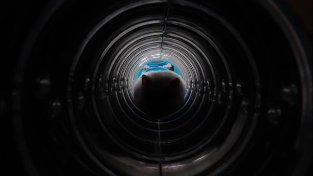 🐹Хомяк сбегает из тюремного лабиринта: грандиозный побег с мухой