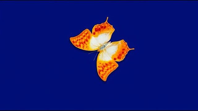 бабочка 01_encoded