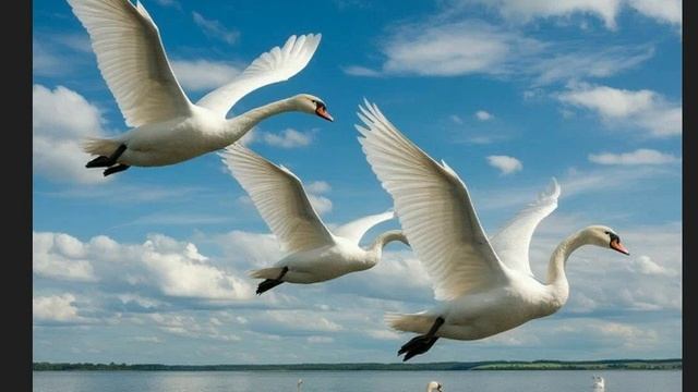 Белые крылья