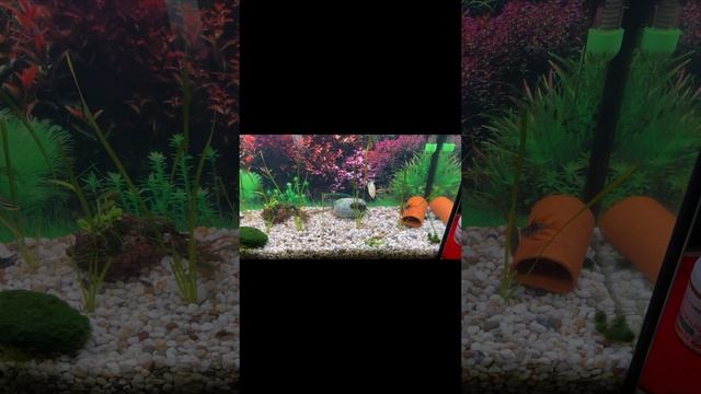 Аквариумные будни