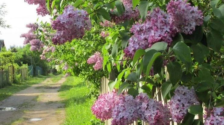 Соловьиная свирель залилась в раките, разбор на гармони №-446 с цифрами