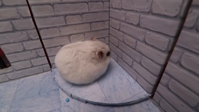 🐹Хомяк преодолевает потрясающую полосу препятствий «Лабиринт с раковиной»🐹