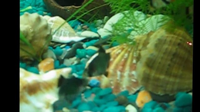 Битва мутантов.