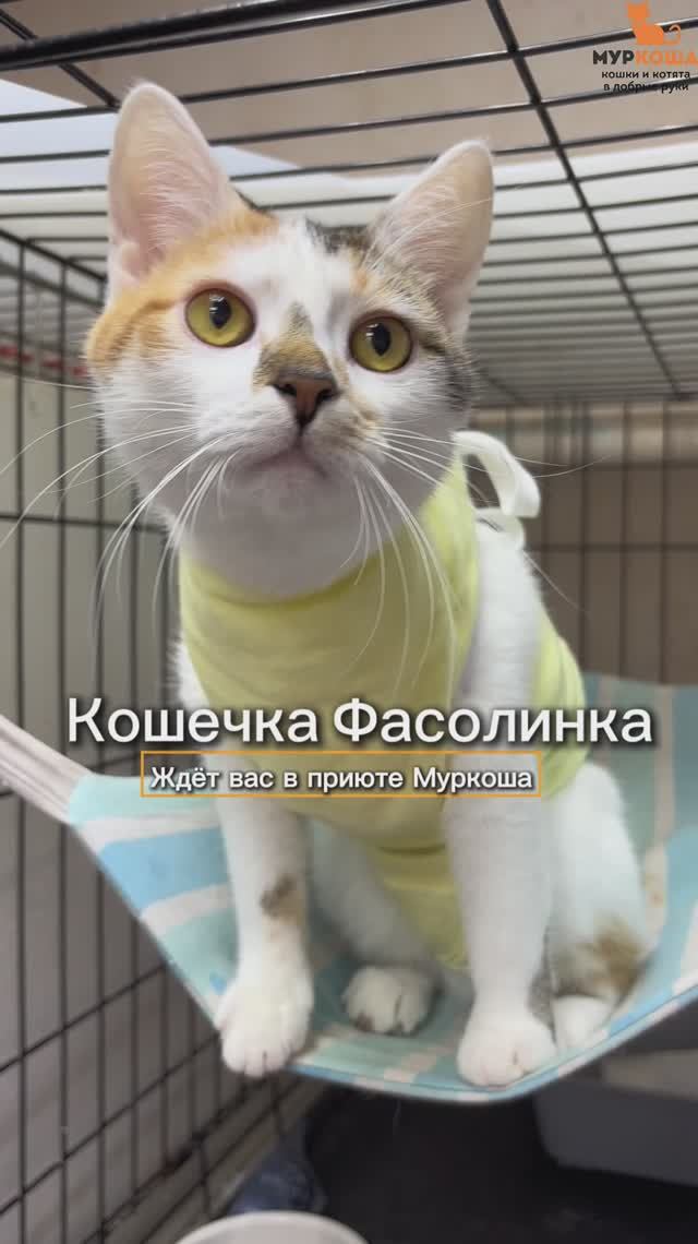 Фасолинка ждёт вас в приюте #Муркоша