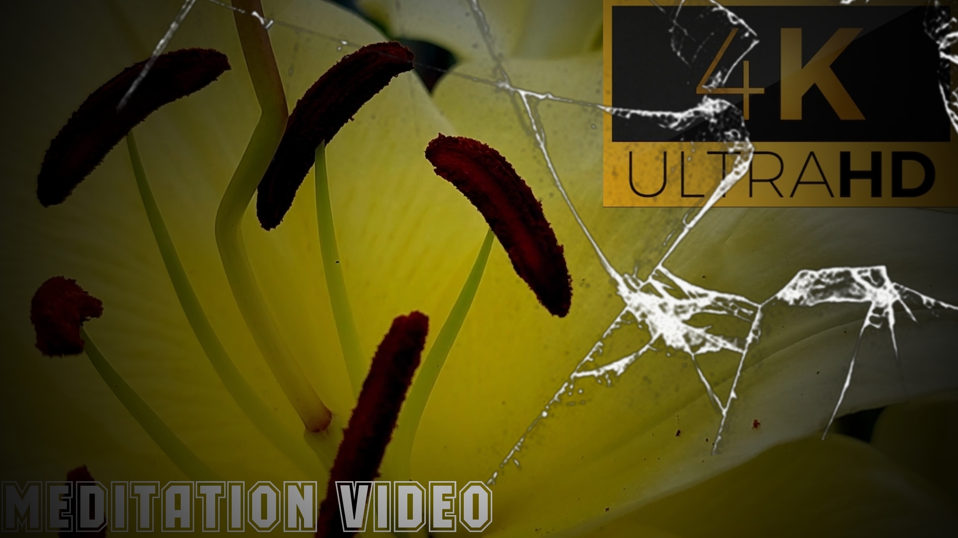 «Погружение в природу: Лилии в ритме дождя»