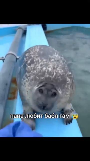 пхапхапхапхапхапхапхапхапхапхапхапхапха