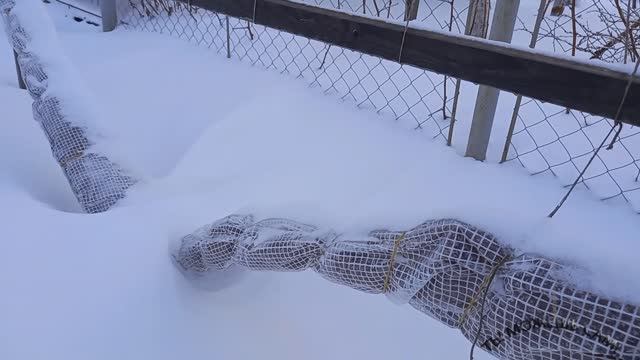 Как укрыть виноград на зиму ОЧЕНЬ ПРОСТО!