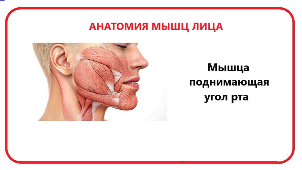 Мышца поднимающая угол рта