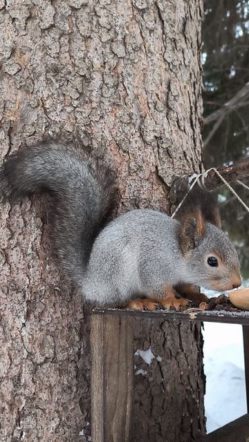 Белка погрызла кедряшки и унесла грецкий орех