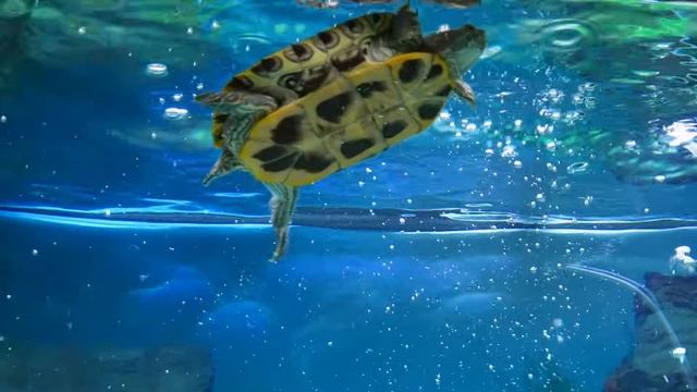 🐹 Побег хомяка: лабиринт в тюрьме для черепах 🐹