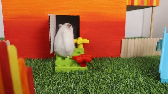 Мои хомячки исследуют милый домик
