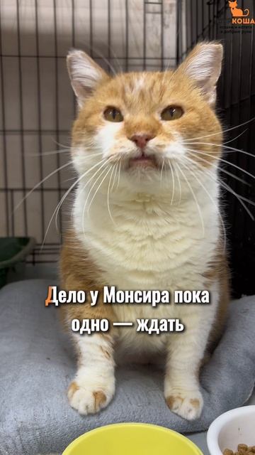 Монсир ждёт вас в приюте #Муркоша