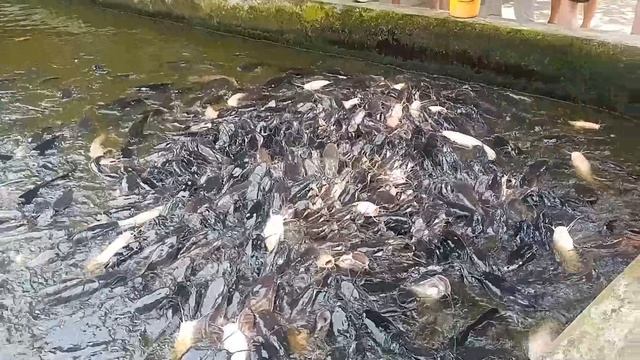 Дельта Меконга пруд с рыбами. Вьетнам. Январь 2026.