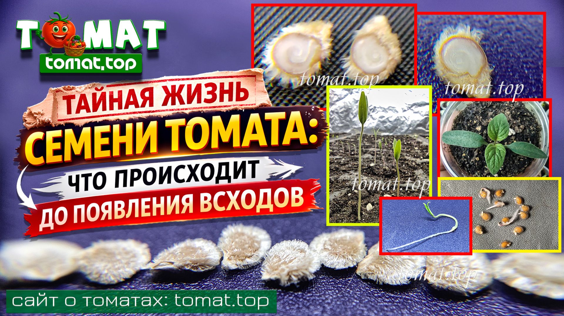 Тайная жизнь семени томата что происходит до появления всходов