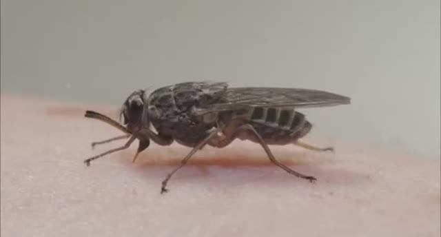 ... Муха ЦеЦе - Что мы знаем о ней....