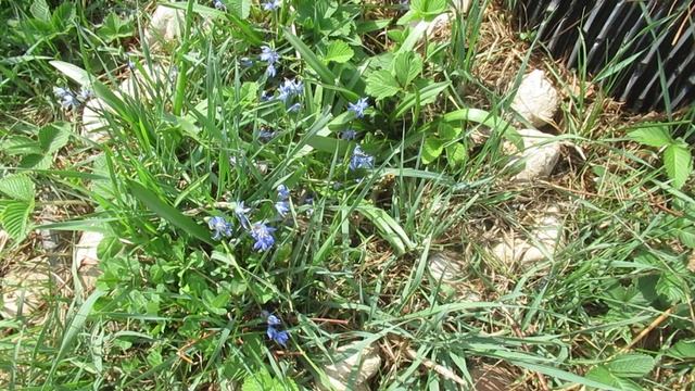 Весеннее Душевное Тепло. Владимир Моряк, Алёнушке, Елене МОРЗОВОЙ 27