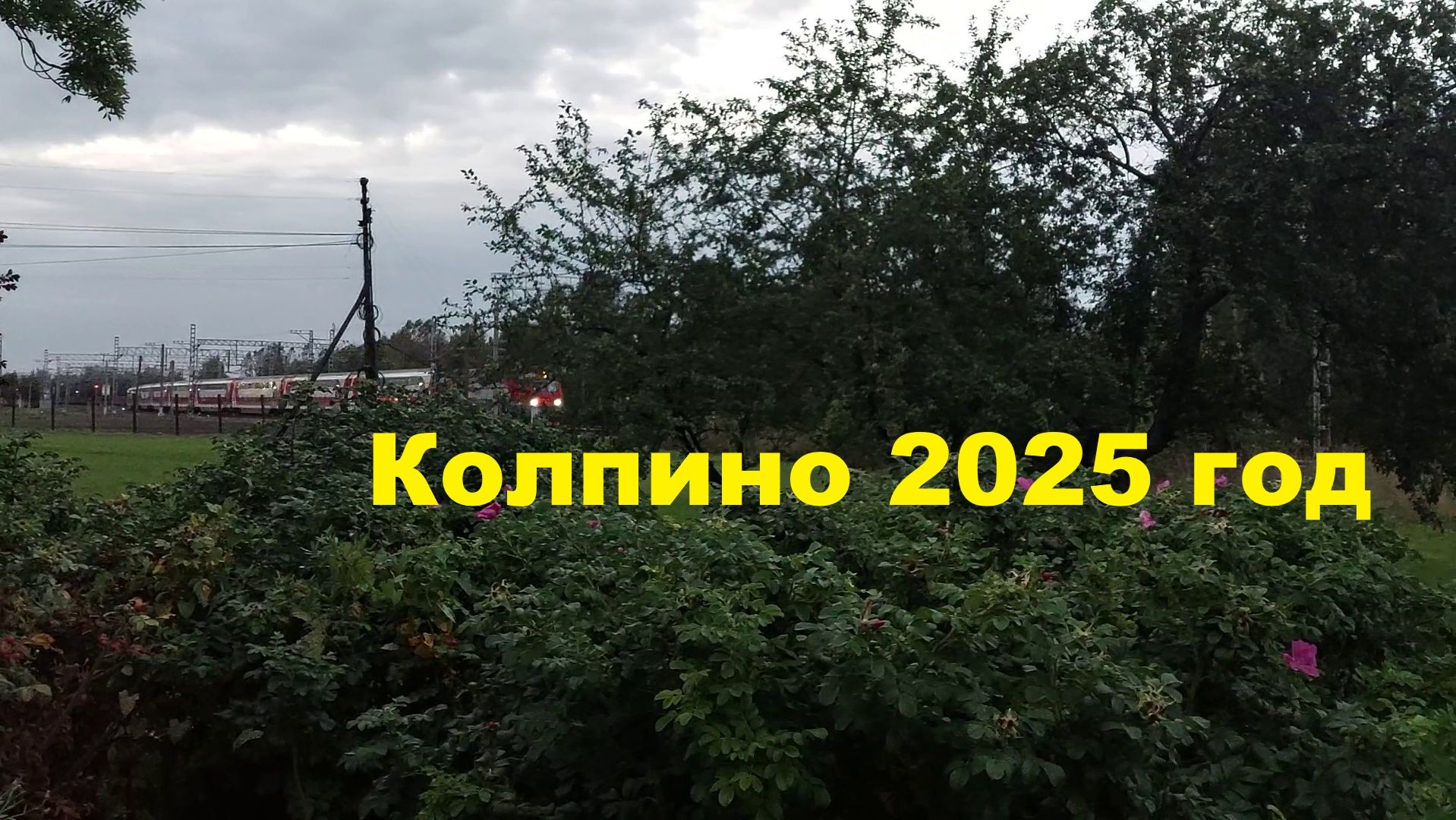 Пассажирский поезд в кустах шиповника: потрясающая картина в Колпино