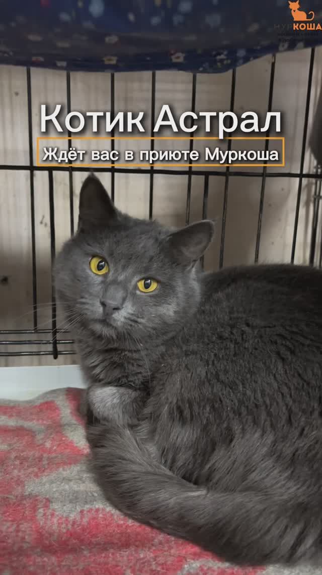 Астрал ждёт вас в приюте #Муркоша