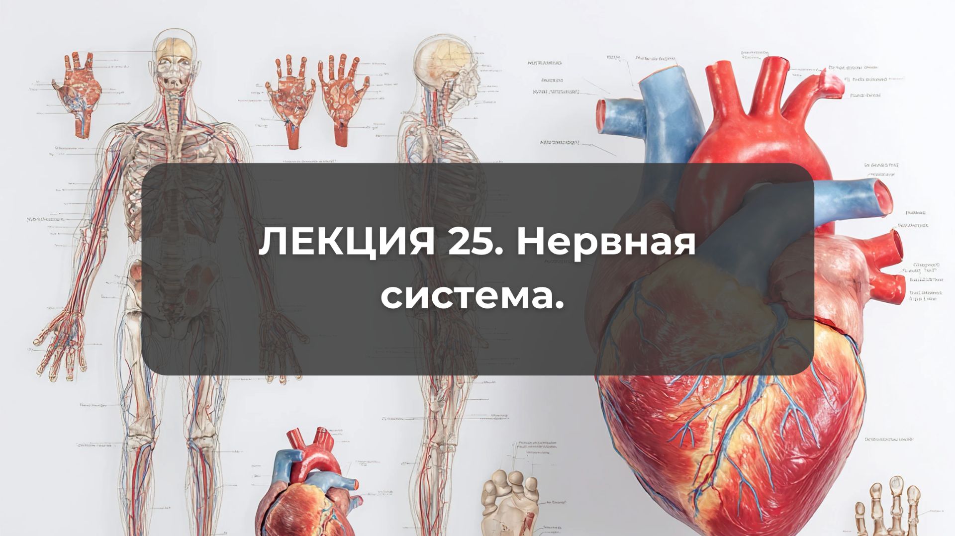 Лекция 25. Нервная система.