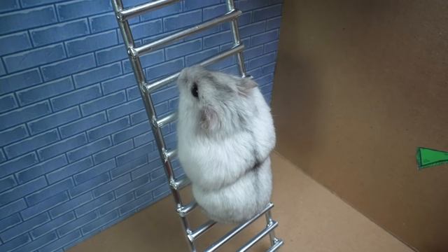 🐹Hamsters сбегает из потрясающего 5-звёздочного роскошного тюремного лабиринта с ванной🐹