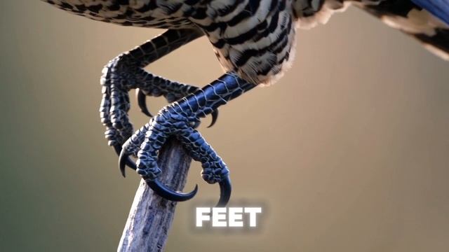 Academy stars 1. Unit 7. A tortoise can’t dance.