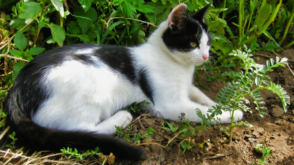 Красный Бор 2007 - 2009 года