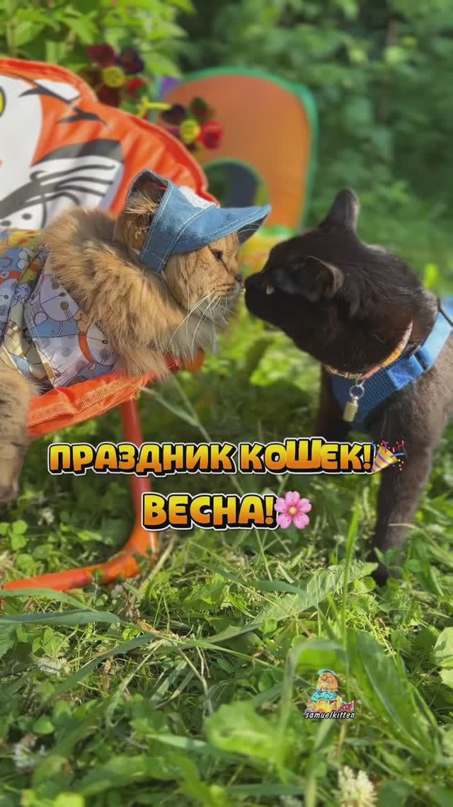 С ВЕСНОЙ И ДНЁМ КОШЕК!🌸🐈 #котики #кошки #весна #денькошек #праздник