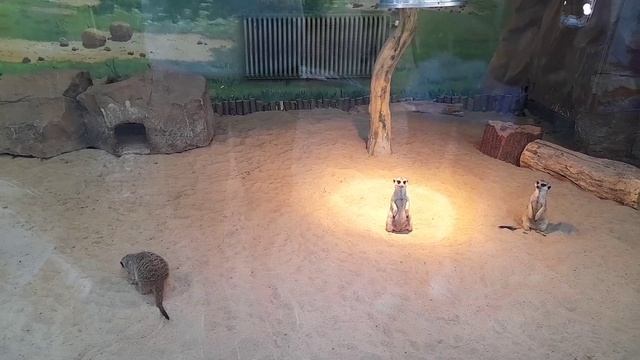 Супер звезда!