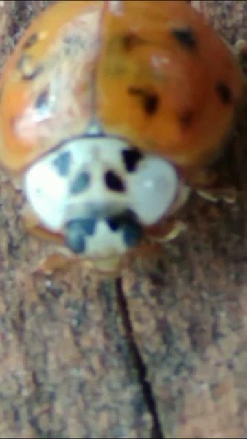 bk_20200809_162734~2_001 божья коровка умывается