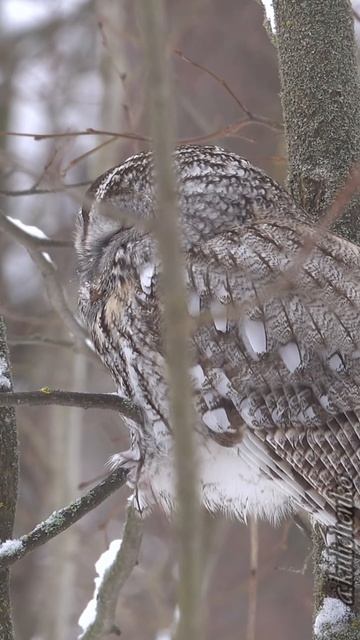 СОВА ЗИМОЙ В СПЯЧКЕ