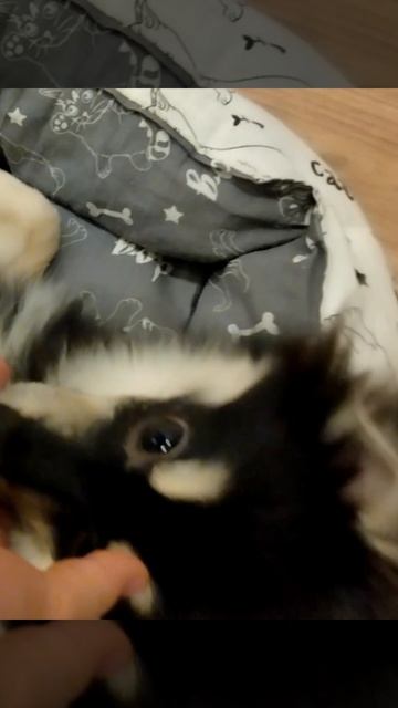 Моя собачка (Dan TV)