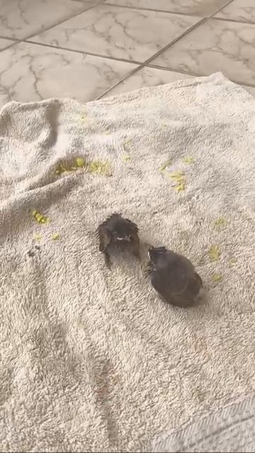 Два птенца индийского соловья выпали из гнезда и теперь живут у меня на балконе.