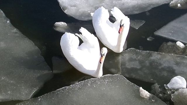 ЛЕБЕДИ НА ЛЬДИНЕ