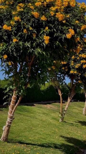 Jasmine Resort Sarm-el-Sheikh. Весна всё цветет