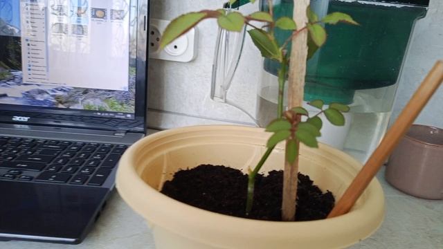 Воскресный обед.