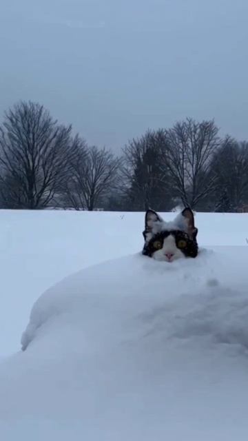 Игры в сугробах