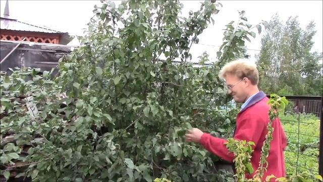 Осенняя обрезка яблони. Ефимов Игорь.