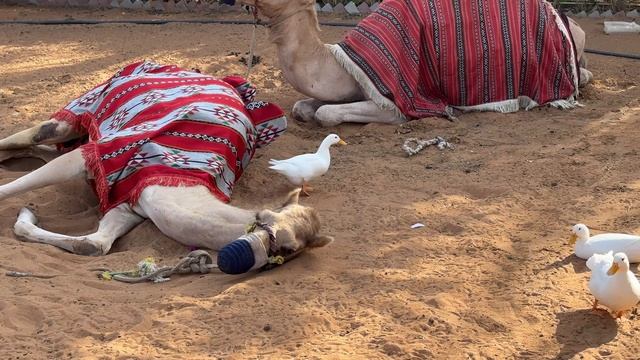 Верблюд и Гусь - странный симбиоз!