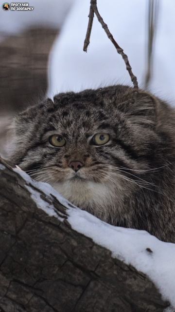 Манул Экекеш (котенок Мии) готовится нападать. Новосибирский зоопарк