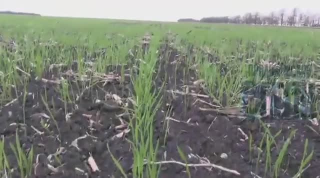 Когда приступать к подкормке всходов решали специалисты сельского хозяйства Ейского района