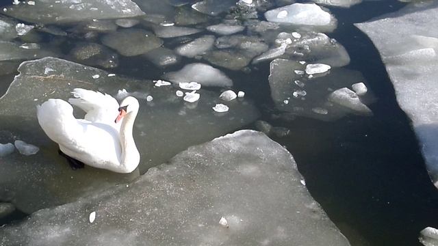 ЛЕБЕДИ В КАЛИНИНГРАДСКОМ ЗАЛИВЕ
