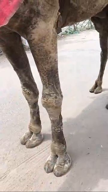 В Южной Индии, д. Каттакуппам, рядом в Пудучерри по улицам ходят верблюды.