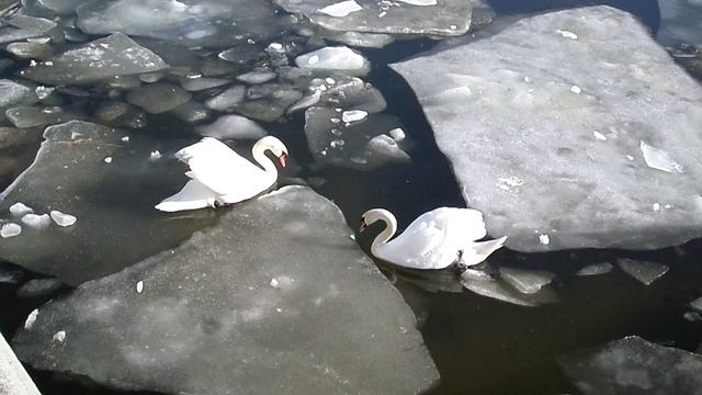 ЛЕДОХОД В КАЛИНИНГРАДСКОМ ЗАЛИВЕ